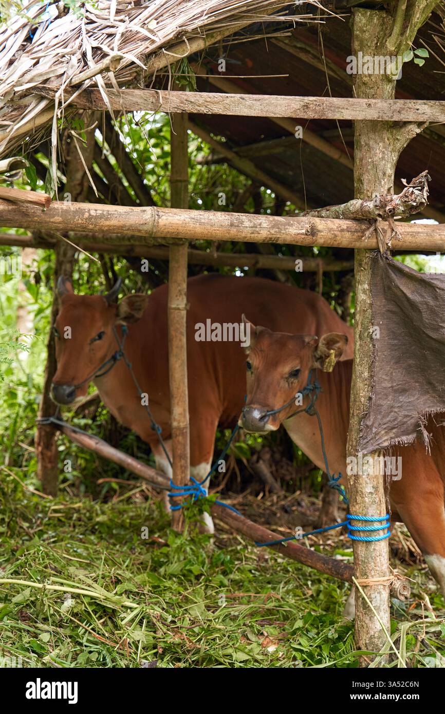 Balinese brown cows stand tied up in a stall under a canopy in the ...