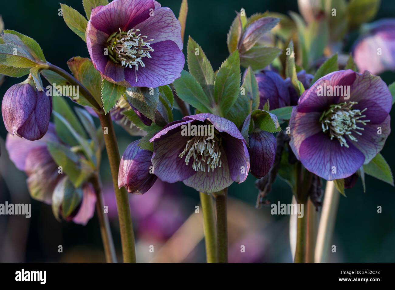 Purple hellebore flower, also known as Christmas rose and Lenten rose ...