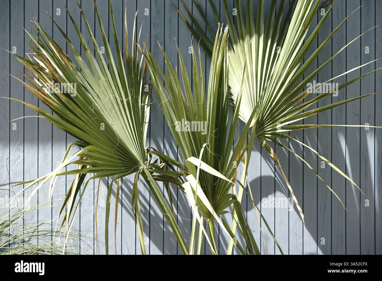 Palm tree casts shadow on hi-res stock photography and images - Alamy
