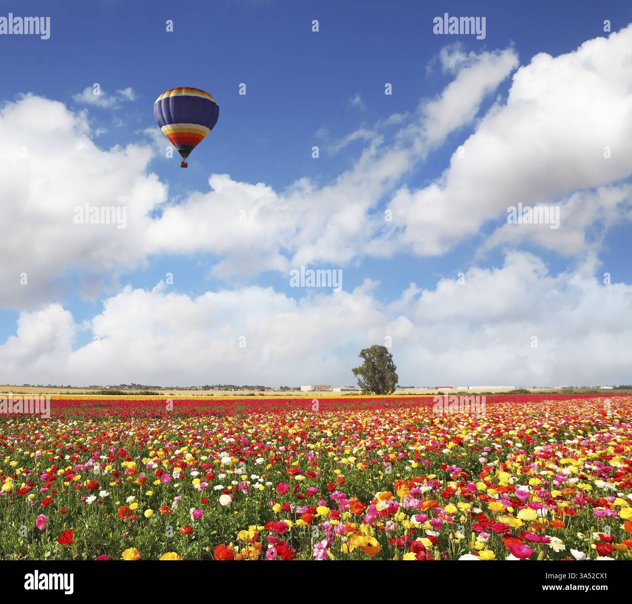 The huge bright balloon flies above a picturesque field of colorful ...