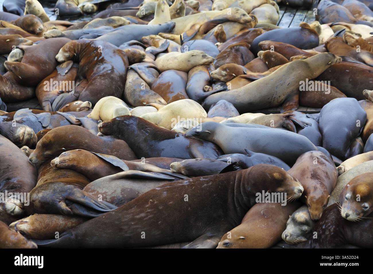 The well-known Pier 39 in San Francisco with sea lions. Animals are ...