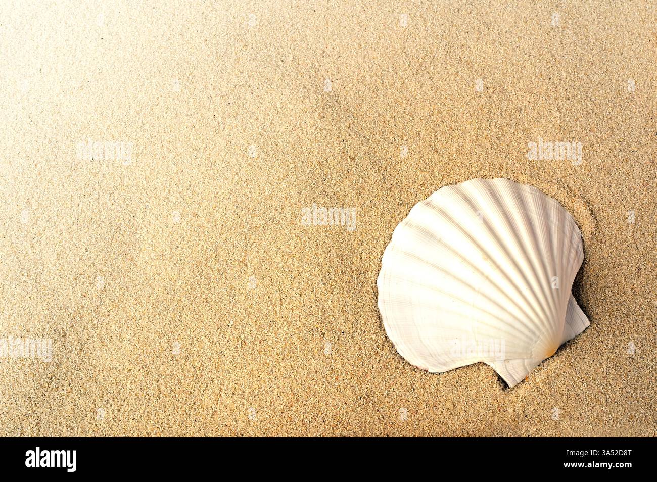 Big natural seashell on the summer beach in golden sand. Sandy ...