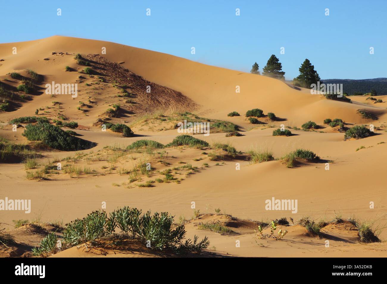 Sand dunes, rounded shapes and small wild shrub Stock Photo - Alamy