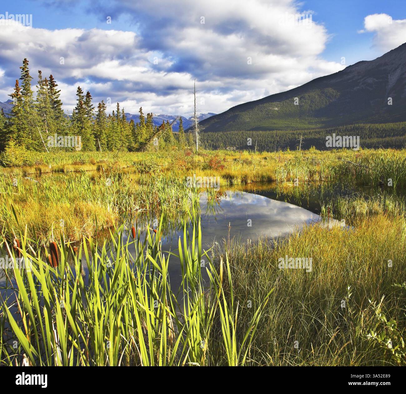 Fine Mellow autumn in reserve of Northern Canada Stock Photo - Alamy