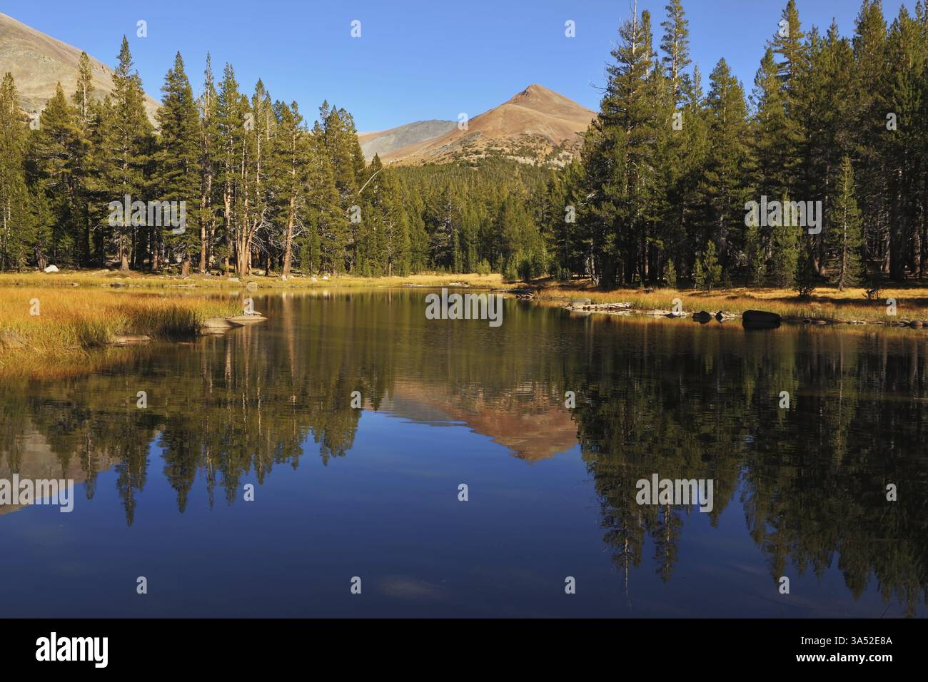 Charming shallow lake. Mountains and a wood are reflected in smooth ...