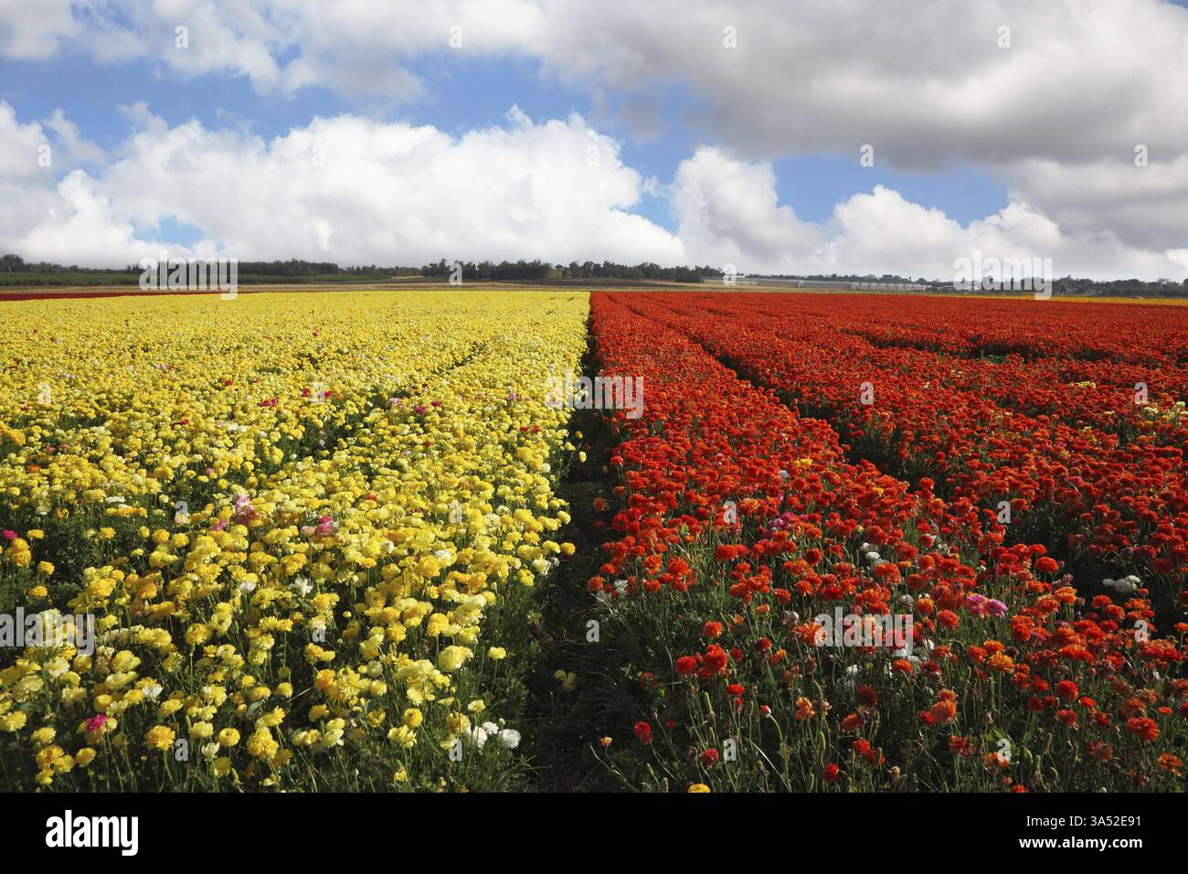 Flower spring in Israel. A huge field flowers on a farm on cultivation ...