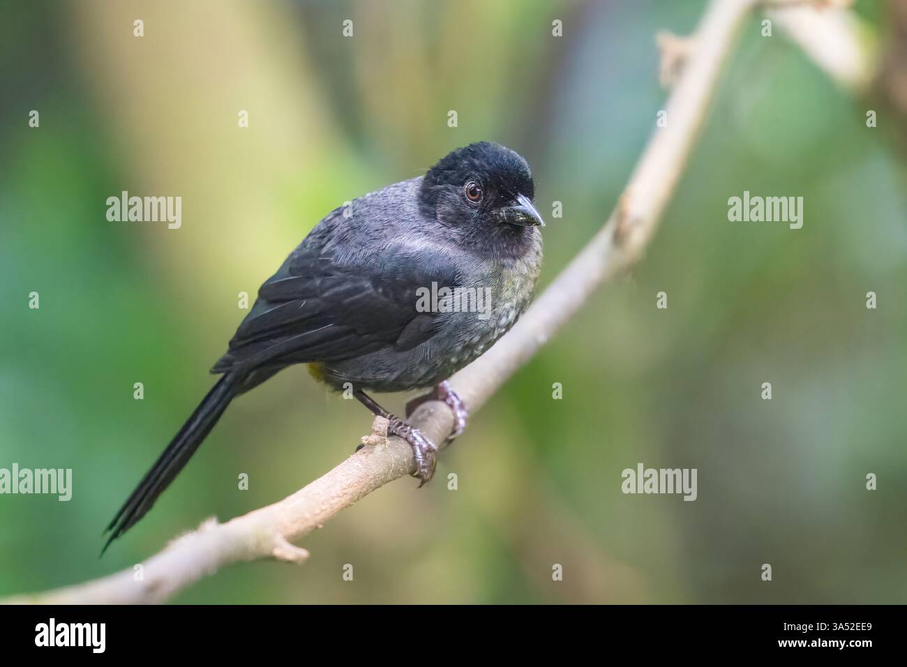 The yellow-thighed brushfinch, Atlapetes tibialis, is a passerine bird ...
