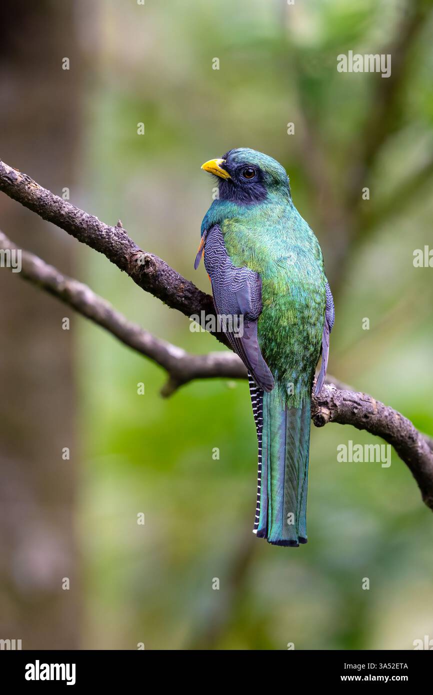 The collared trogon, Trogon collaris is a near passerine bird, family ...