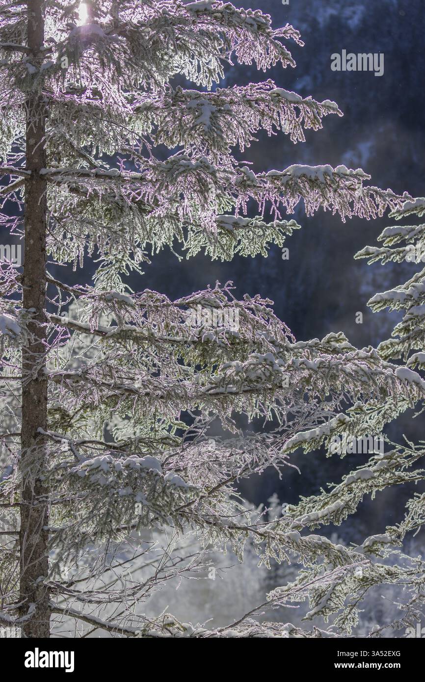 Backlit hoar frosted spruce tree. The hoar frost shows a prism effect ...