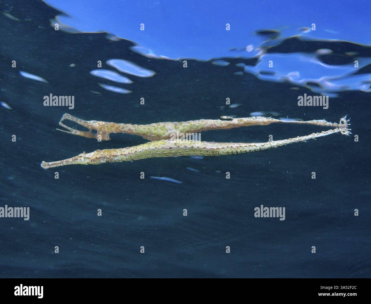 A triangular sea needle (Alligator pipefish) swims in the blue water ...