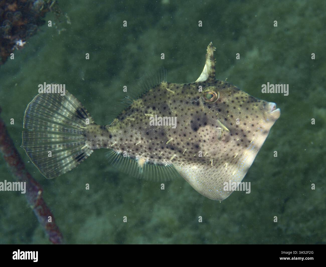 An algae filefish (Pseudomonacanthus macrurus) with a dotted pattern ...