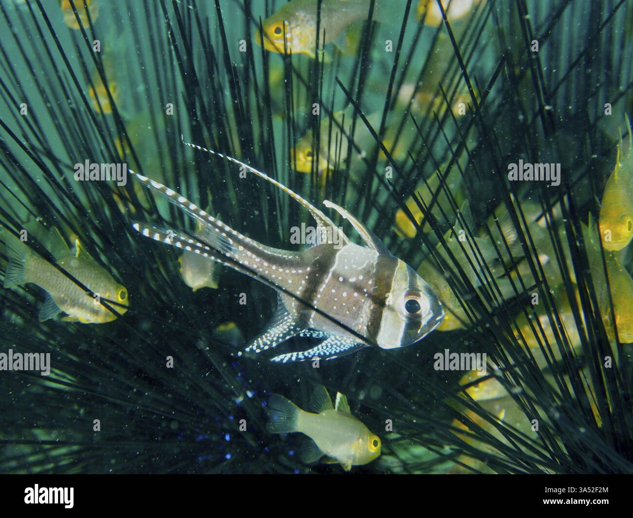 A Banggai cardinalfish (Pterapogon kauderni) swimming between the ...