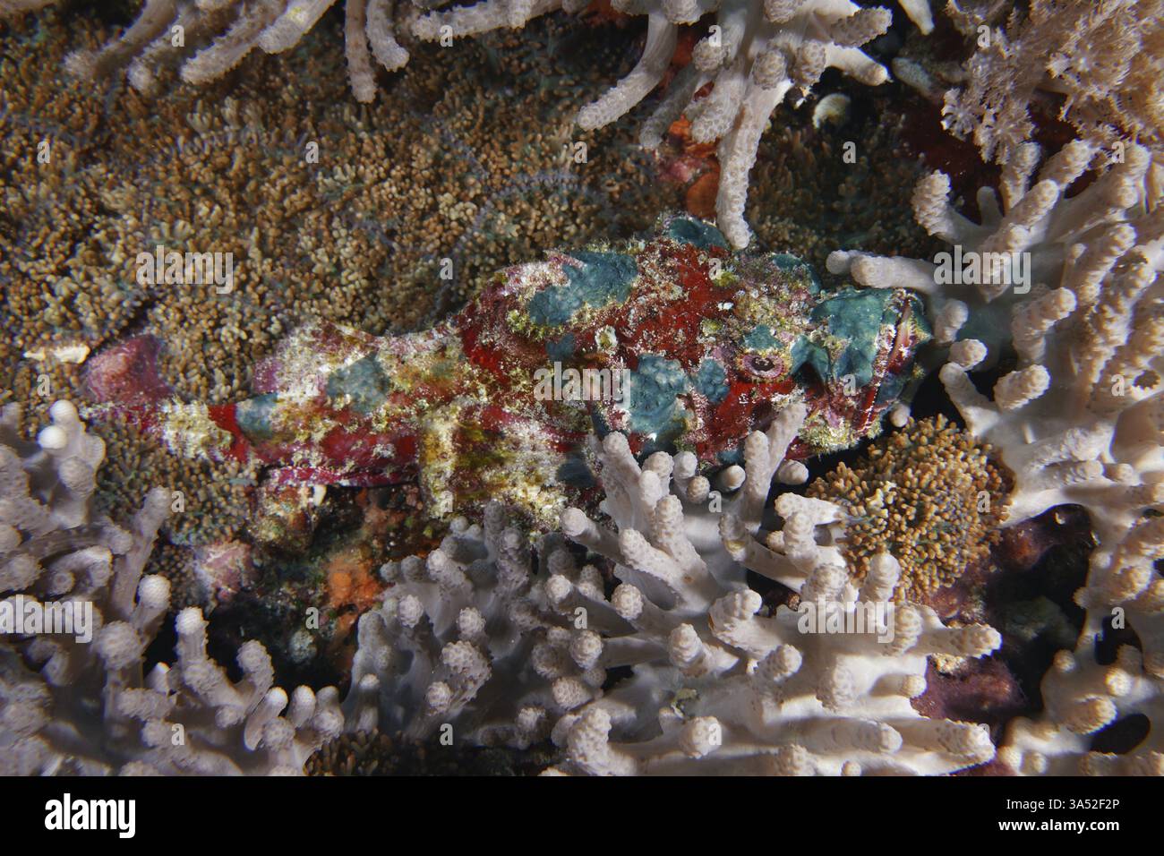 A colourful humpback scorpionfish (Scorpaenopsis diabolus) hides ...