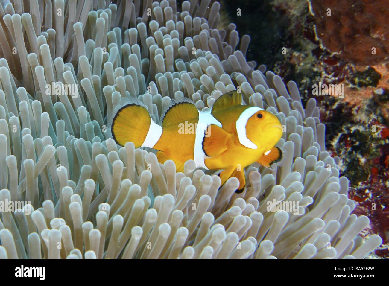 A single Ocellaris Clownfish (Amphiprion ocellaris) wriggling through a ...