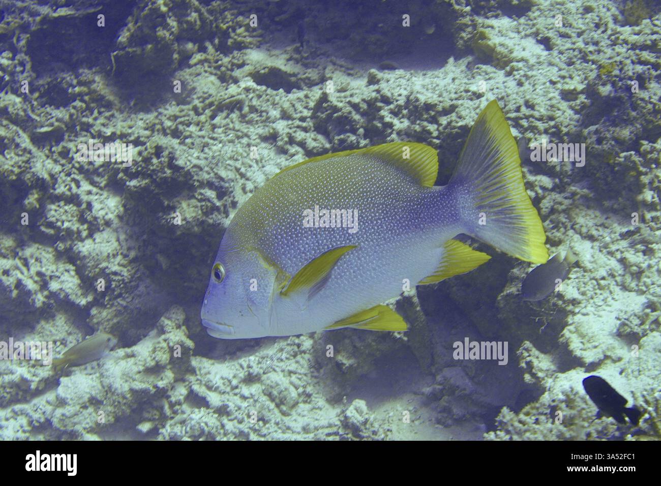 A fish with yellow fins, blue-lipped snapper (Lutjanus rivulatus ...
