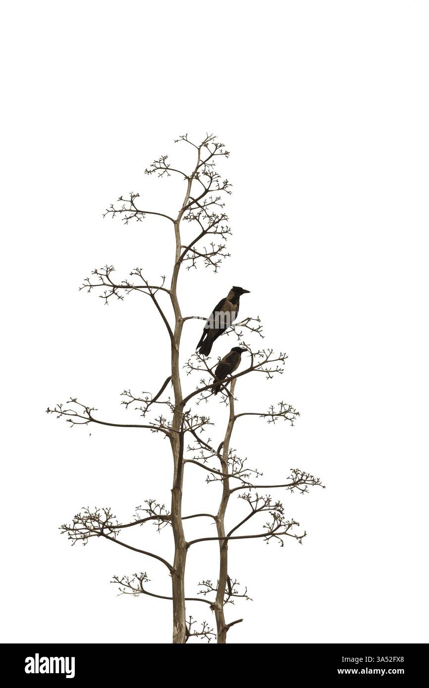 Two birds on branches of a dry tree on white background Stock Photo - Alamy