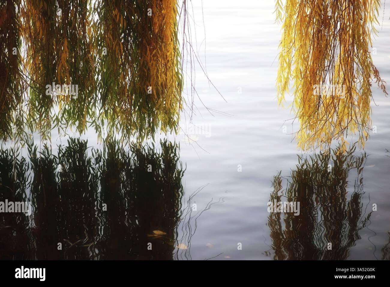 The light shining through the colourful leaves of a weeping willow in ...