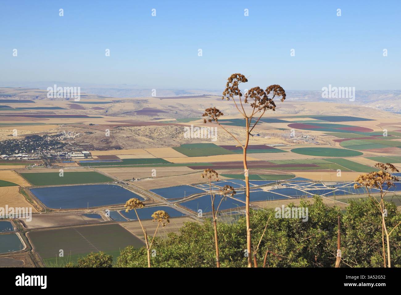 Blooming Isreel Valley in Israel. Green, yellow and sky-blue field ...