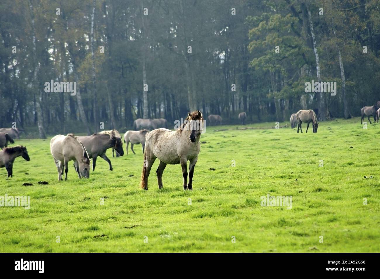 The portrait of a wild stallion with a herd of horses grazing behind ...
