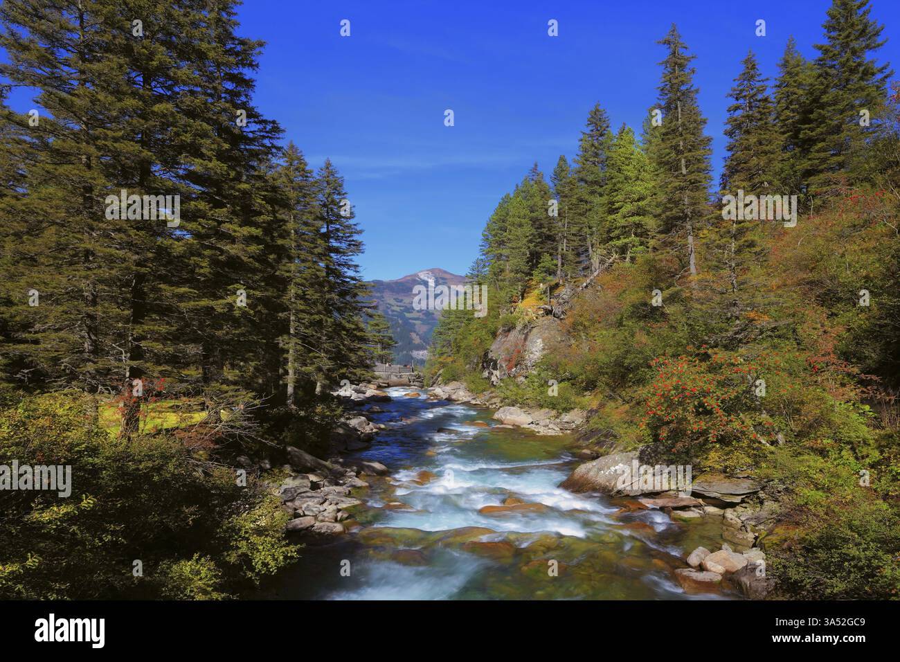 Rapid mountain stream of coniferous forests. Pastoral in the Alpine ...