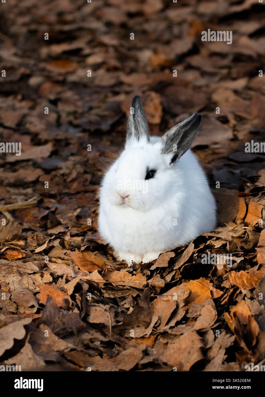 A fluffy white bunny sitting in fallen leaves, vertical Stock Photo - Alamy
