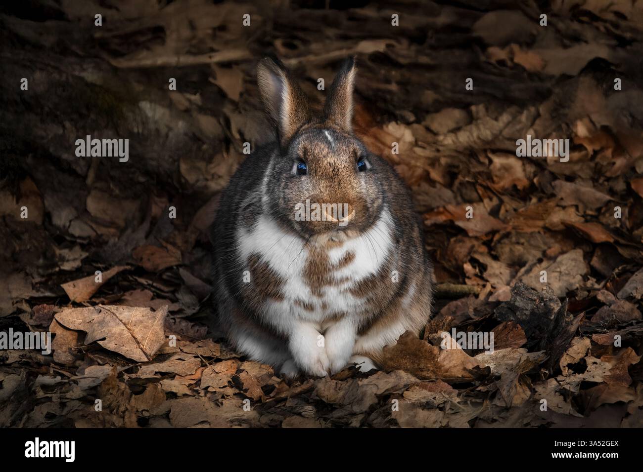 A fluffy rabbit sitting in fallen leaves,looking into the camera ...