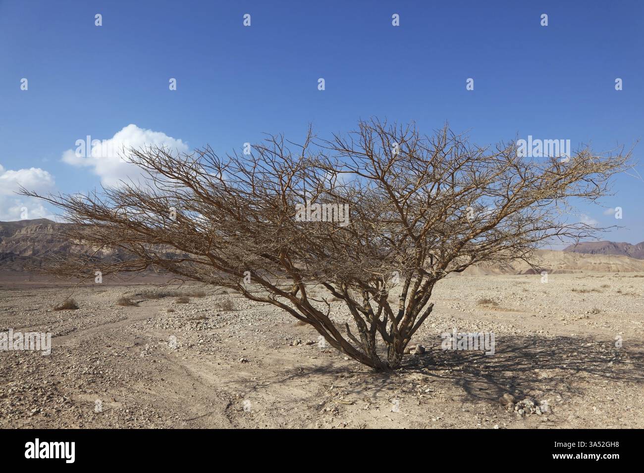 Lonely tree in stone desert with a typical triangular crone Stock Photo ...
