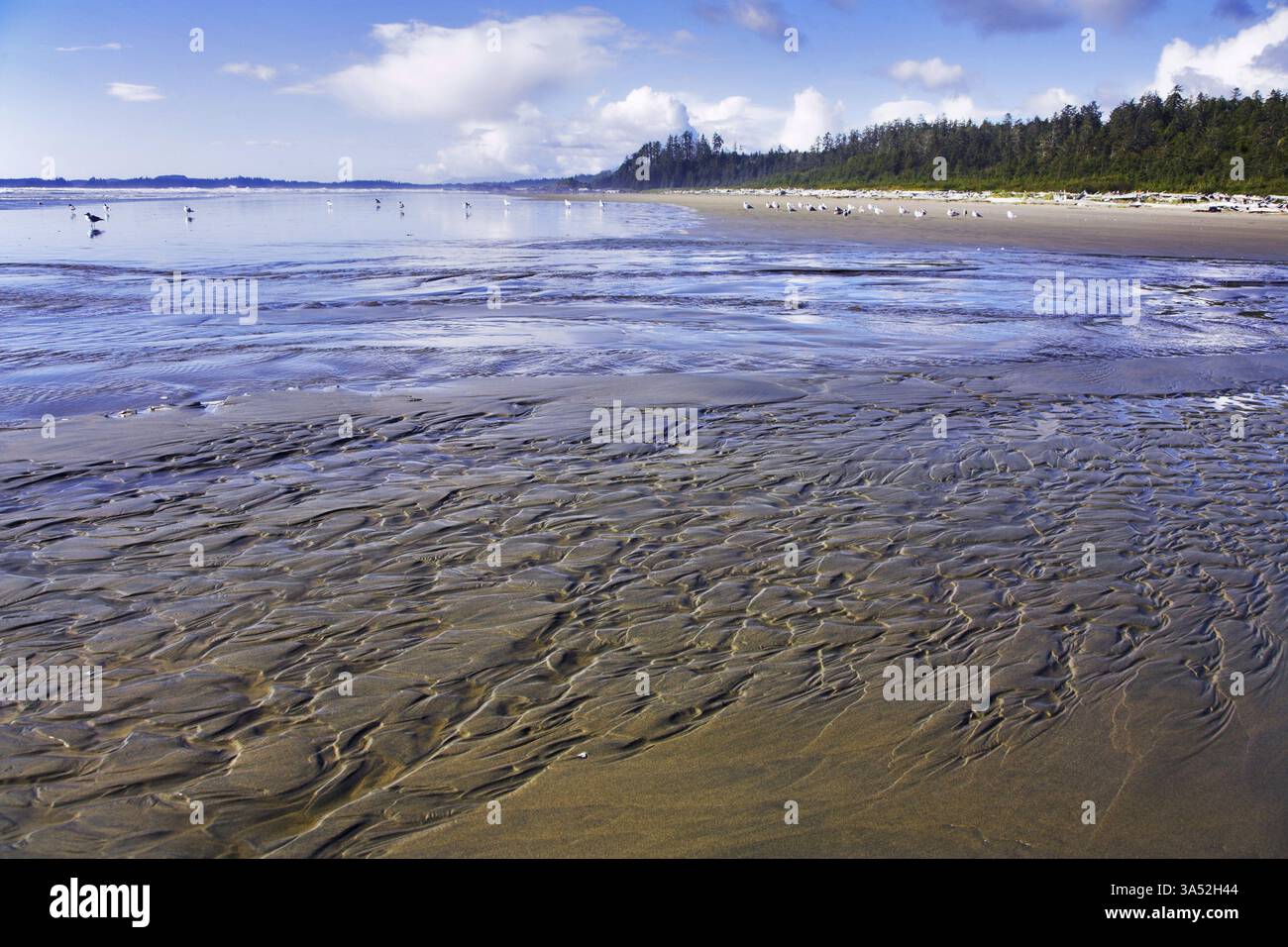 Vancouver beach scene hi-res stock photography and images - Alamy