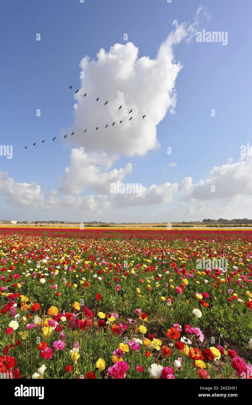 Huge fields of peony garden ranunculus grow in the southern country ...