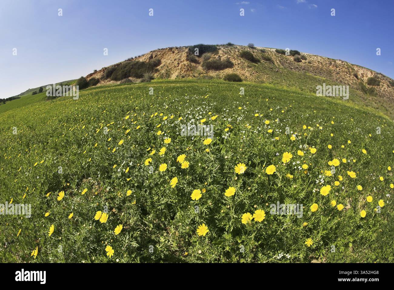 Charming fine field flowers in Israel Stock Photo - Alamy