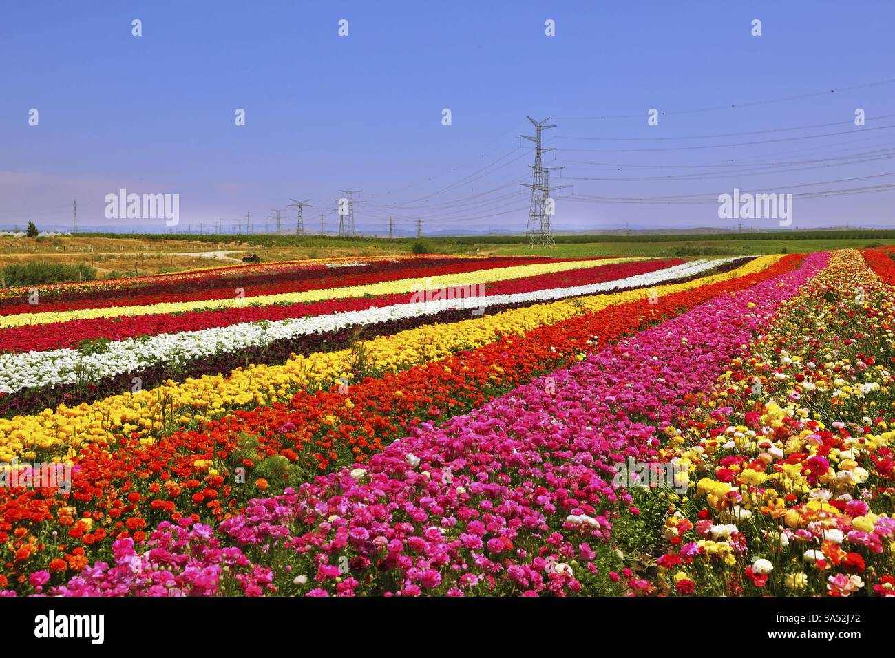 Phenomenally beautiful multi-colored flower fields. Garden buttercups ...