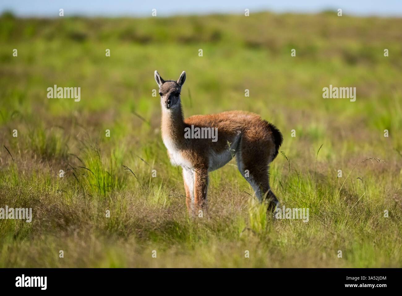 Guanaco argentina national park hi-res stock photography and images - Alamy