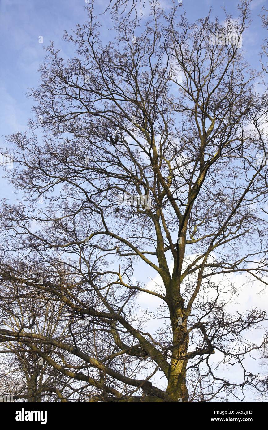The big spring tree without leaves with blossom and kidneys on a ...