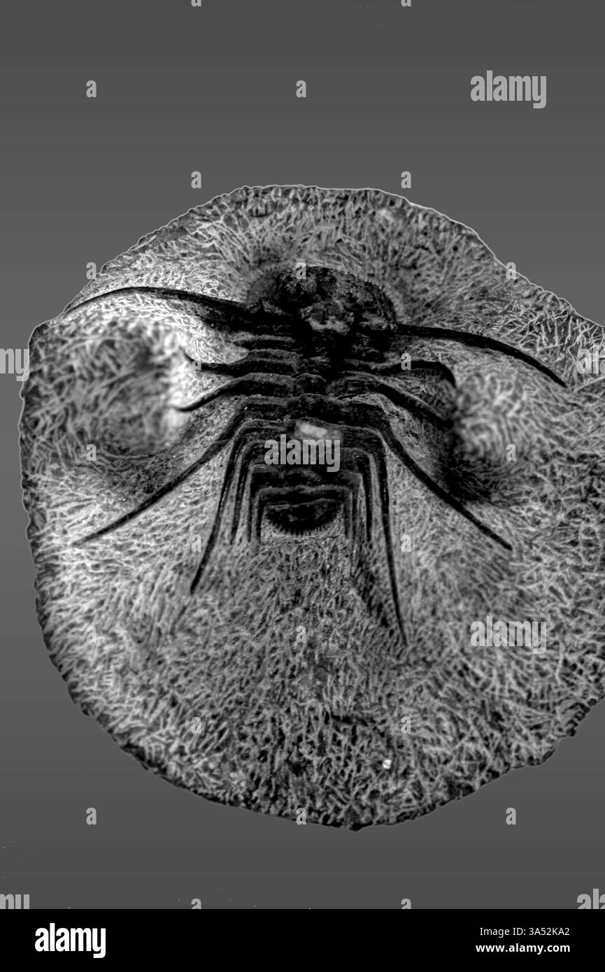 Fossil impression Black and White Stock Photos & Images - Alamy