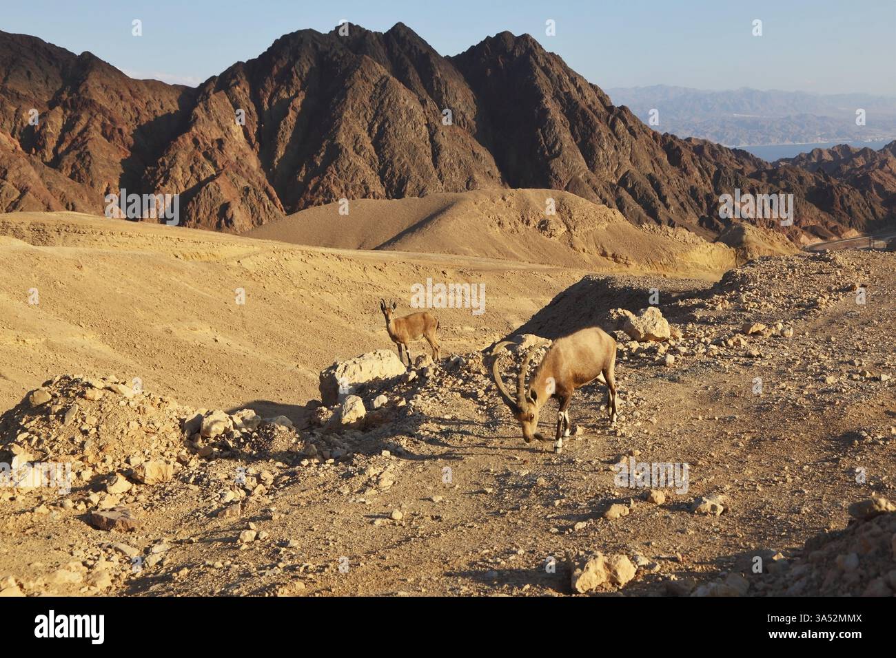 Family wild mountain goats in magnificent stone desert. Israel ...