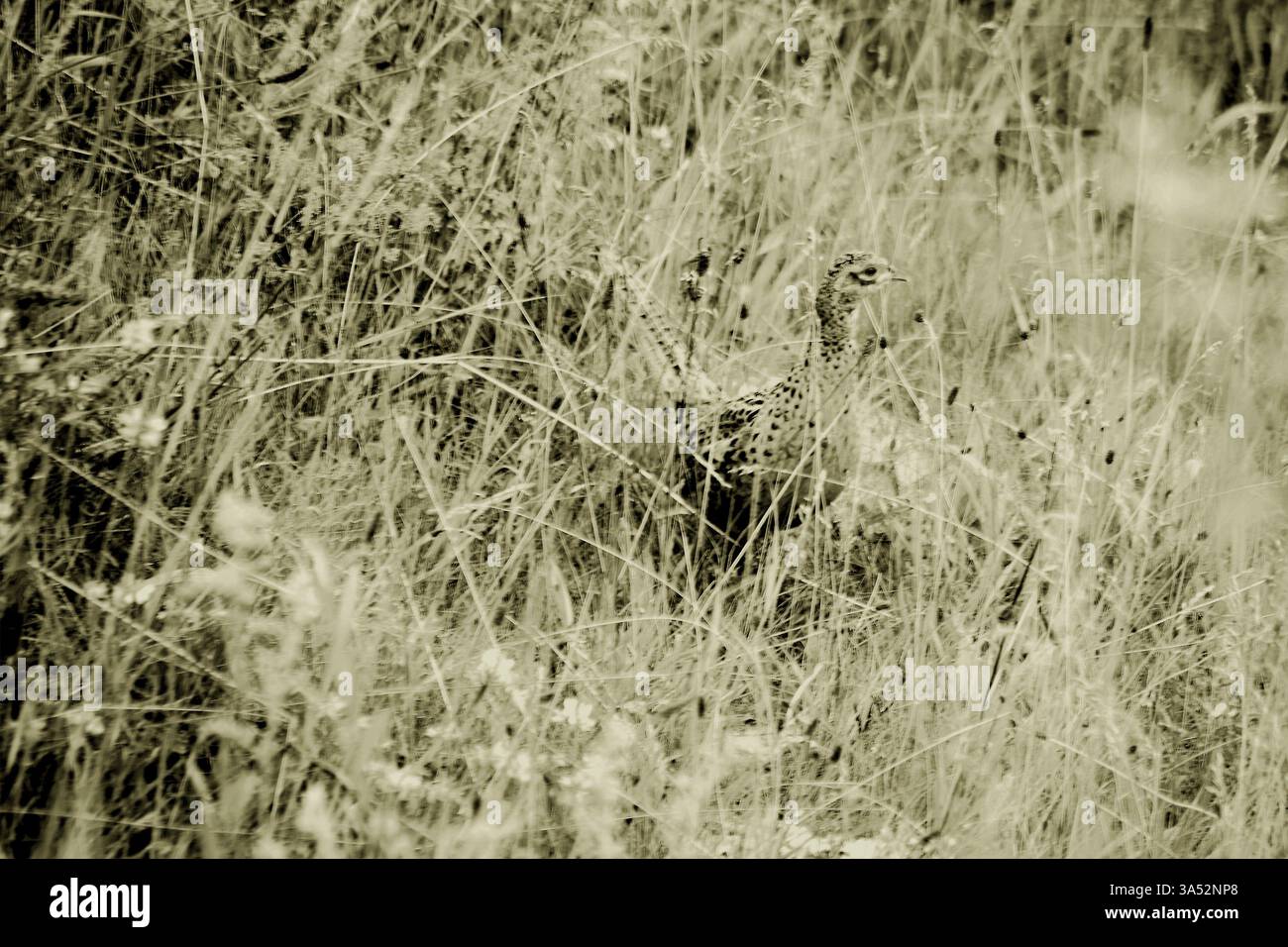 A female pheasant, hen, hides among grasses where she has a nest Stock ...