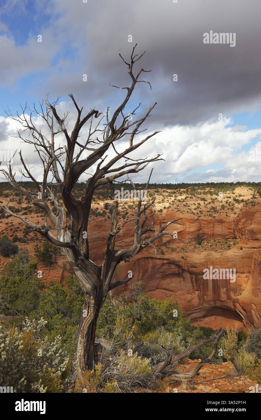 Navajo National Monument - a part of a reservation of Indians of Navaho ...