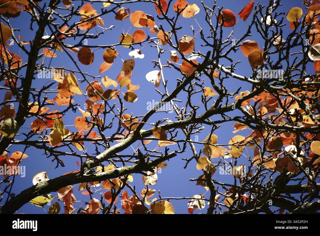 The canopy and crown of an Ussuri pear tree in autumn, Pyrus ...
