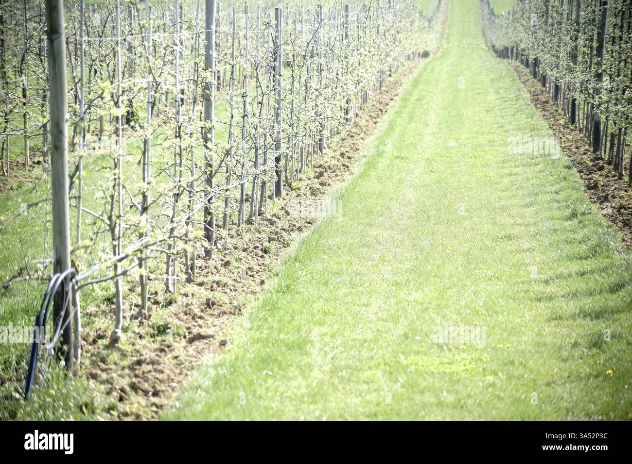 The seedlings and young trunks of a row of fruit trees in a fruit tree ...