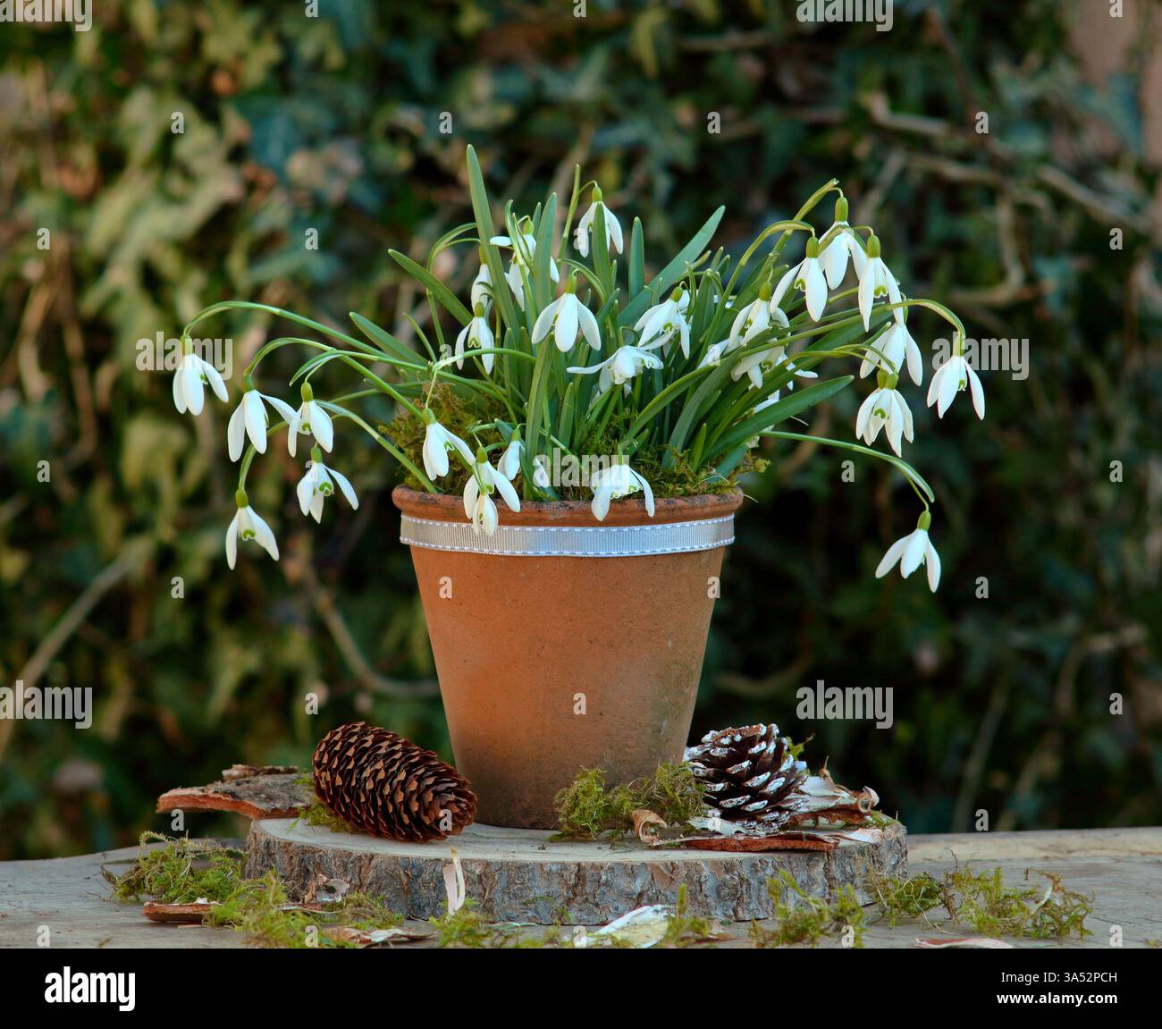 Galanthus in clay pot hi-res stock photography and images - Alamy