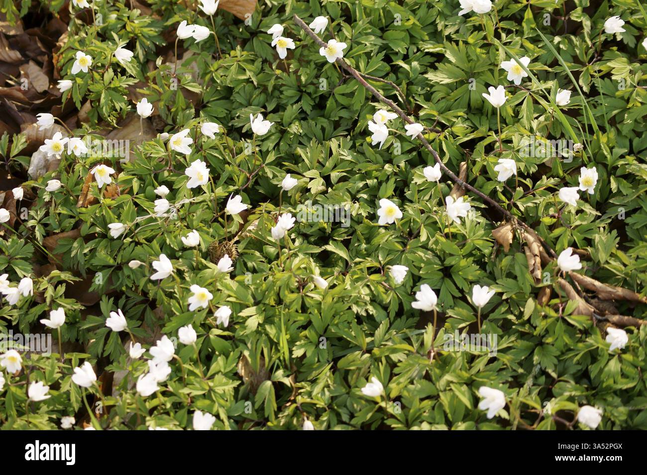 The close-up and top view of a meadow with wood anemones and fallen ...