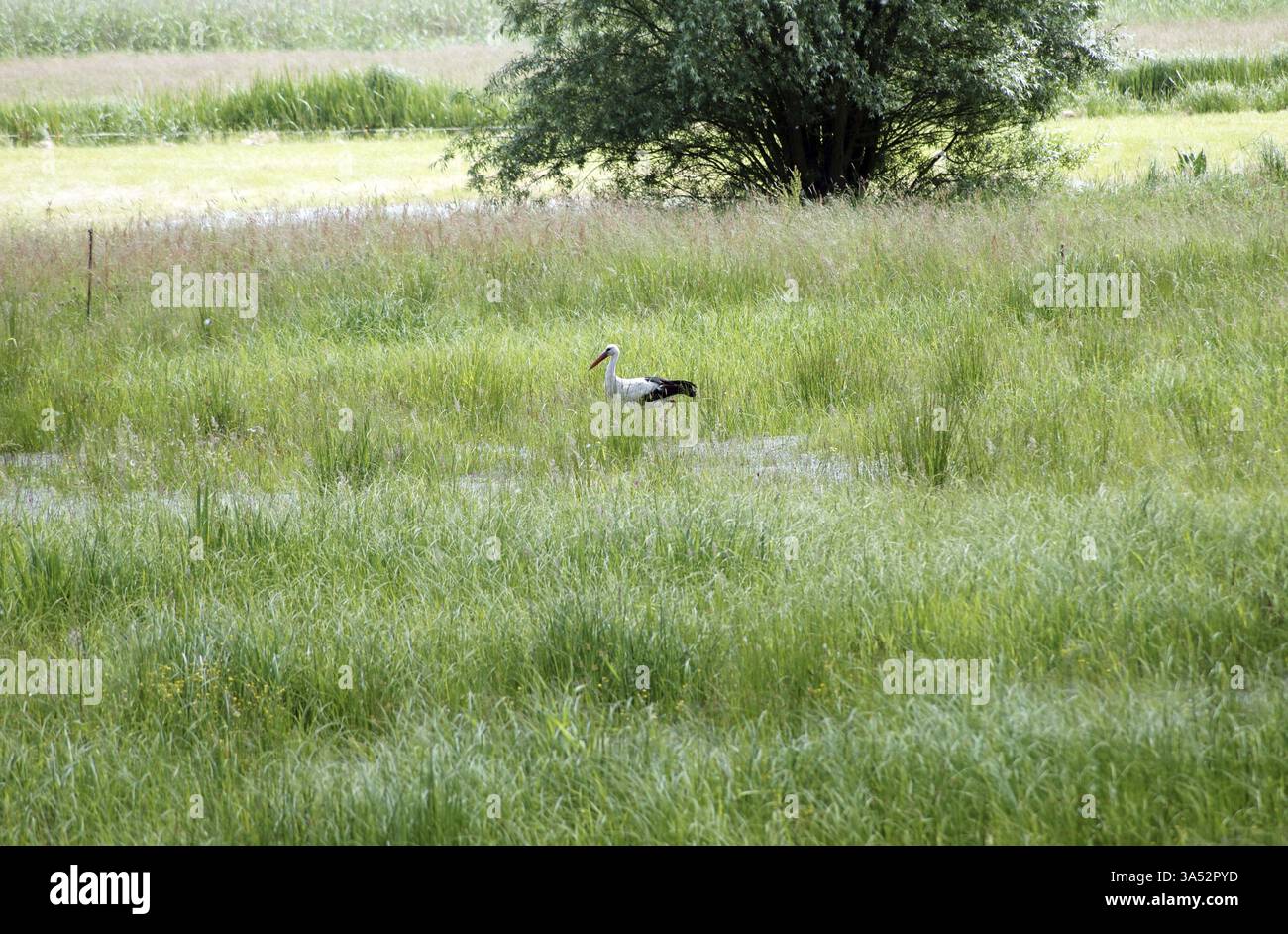 Storks in habitat hi-res stock photography and images - Alamy