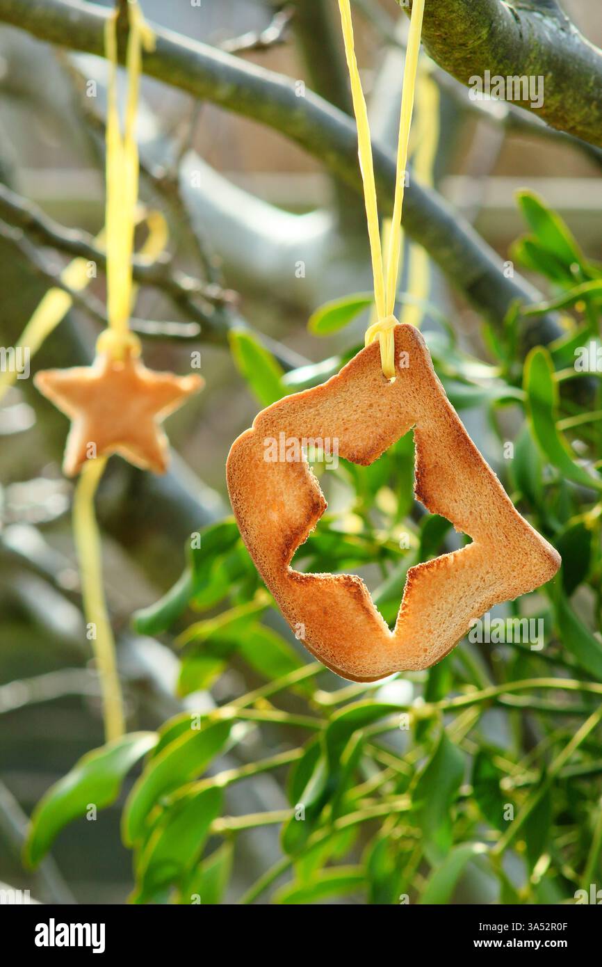 Wassail toast. Toast soaked in cider hangs on apple tree branches to ...