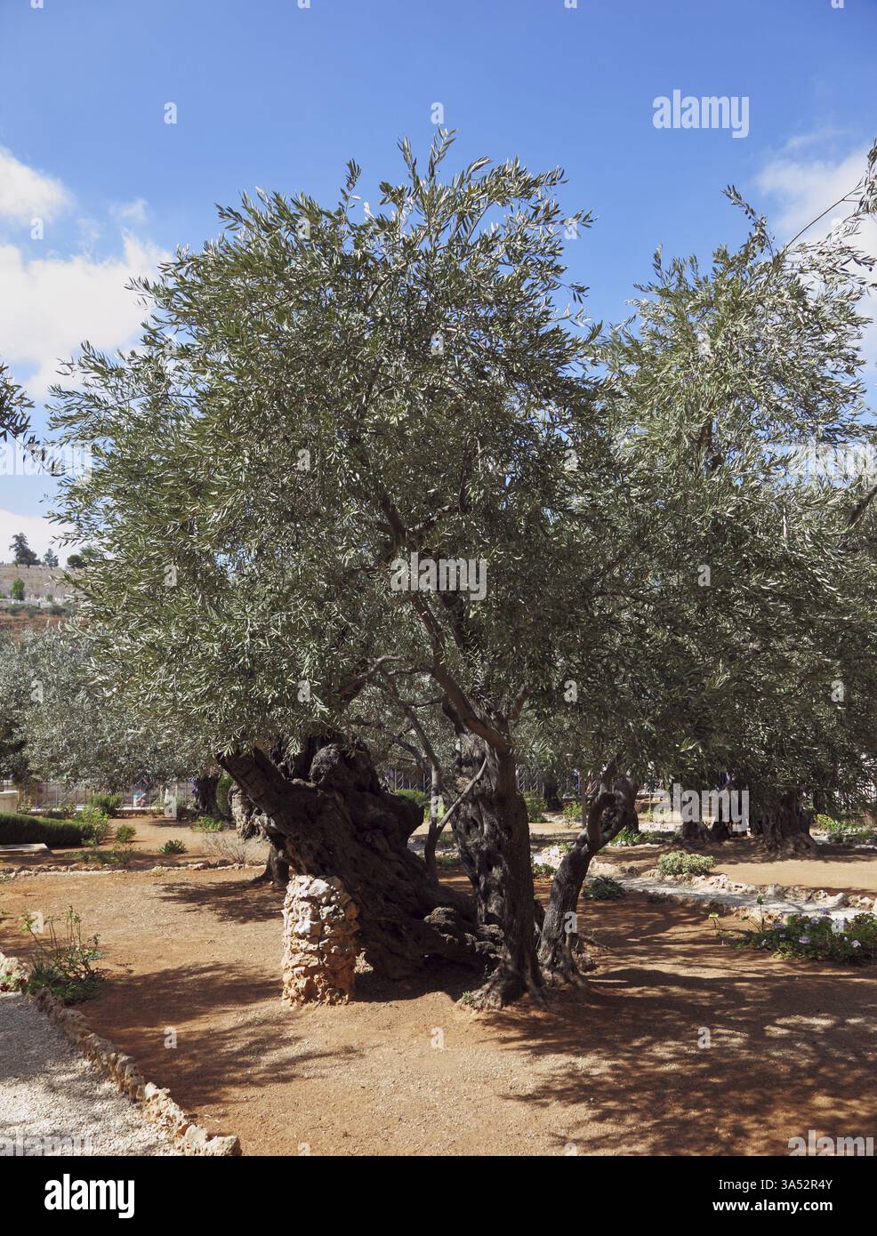 The great city of Jerusalem. Garden of Gethsemane.Thousand-year olive ...