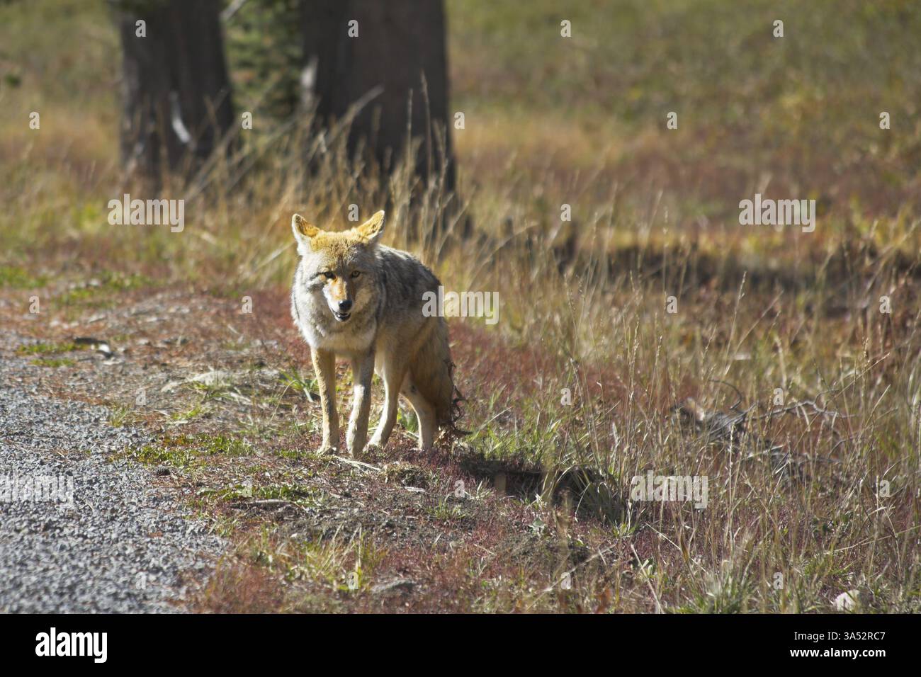 The beautiful meadow wolf in Yellowstone national park Stock Photo - Alamy