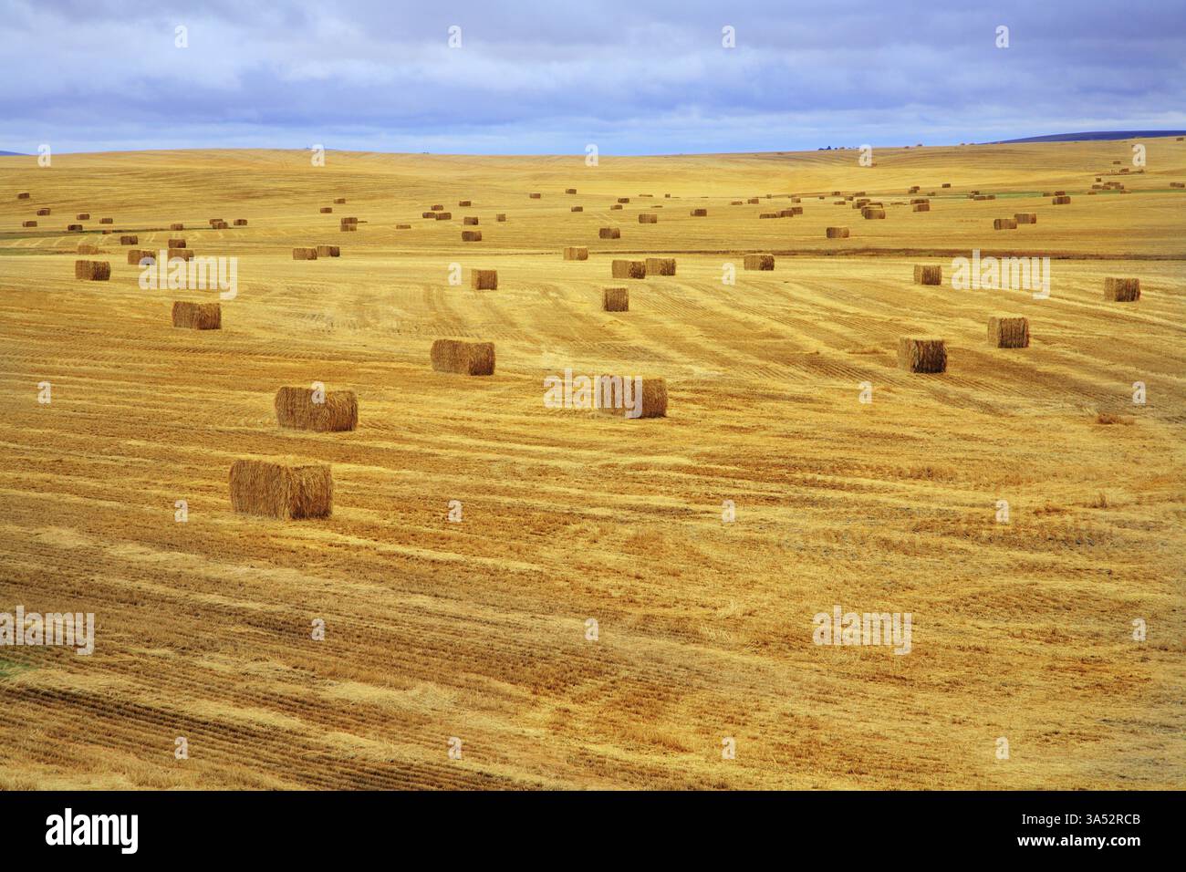 Enormous fields after a harvest and stacks of a crop of wheat Stock ...