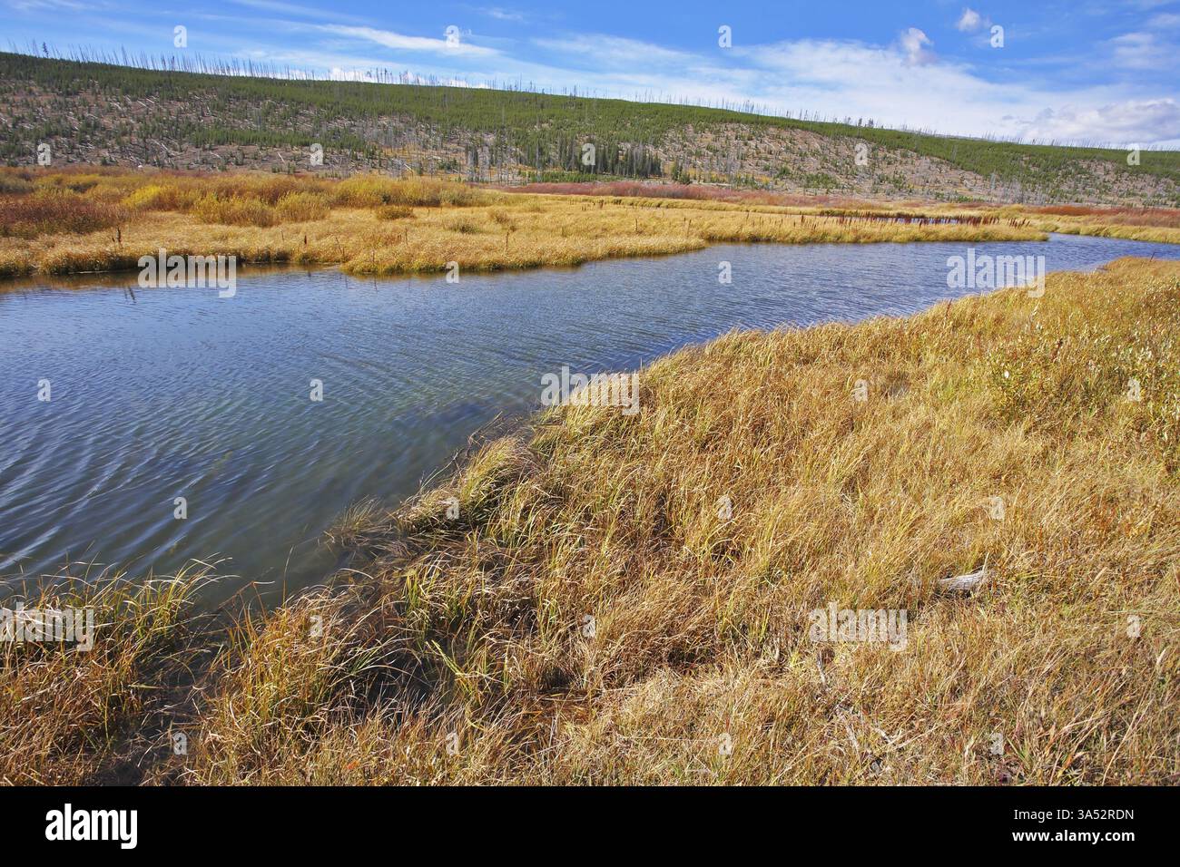 Plain, superficial stream and yellow autumn grass in park Yellowstone ...