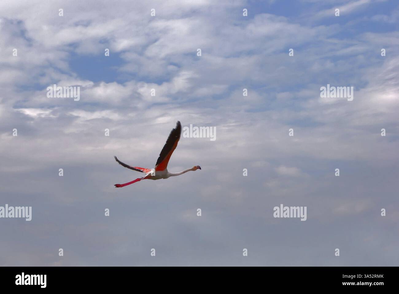 Flying flamingo in Kamarg preserve on Mediterranean Sea coast Stock ...