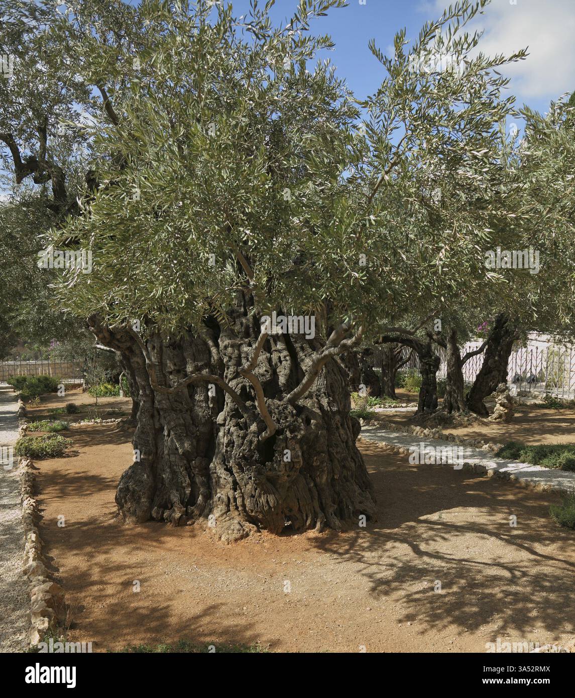 The great city of Jerusalem. Garden of Gethsemane.Thousand-year olive ...