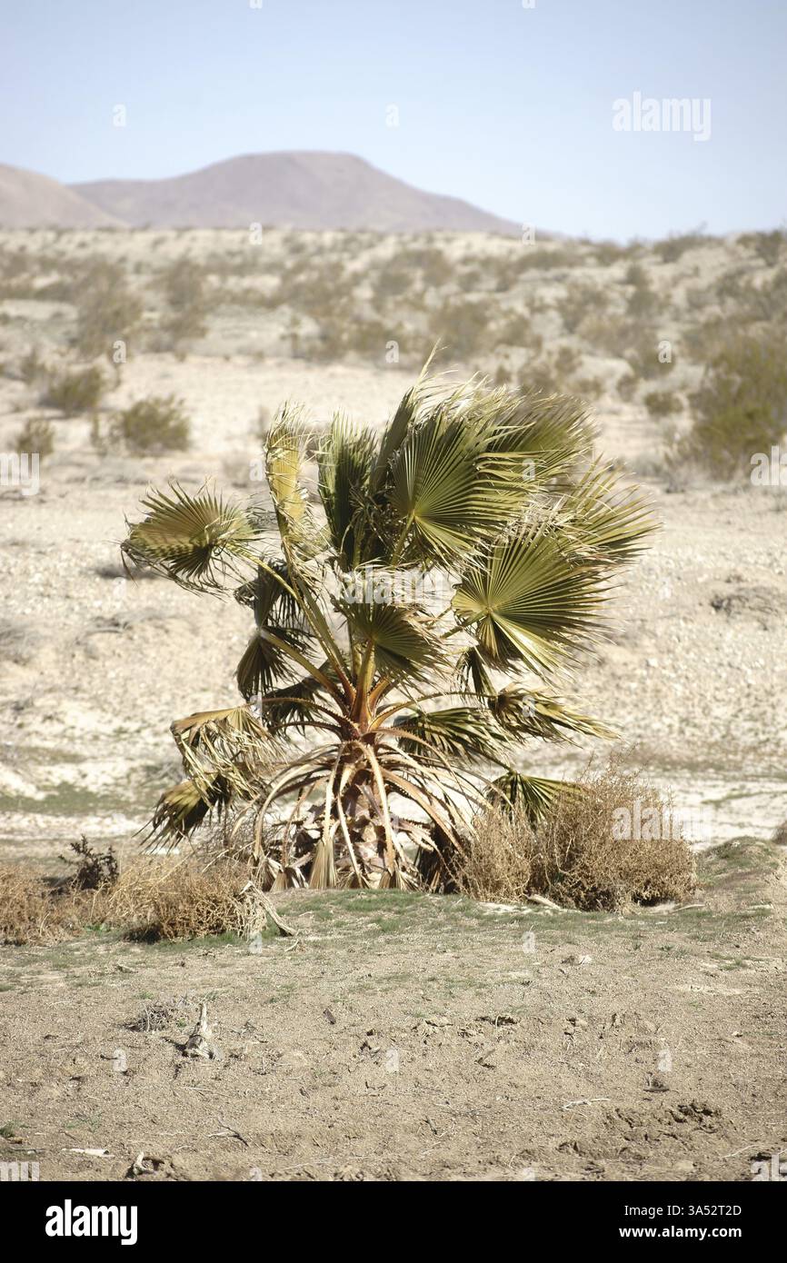 A young Mojave yucca with palm fronds stands in the middle of the ...